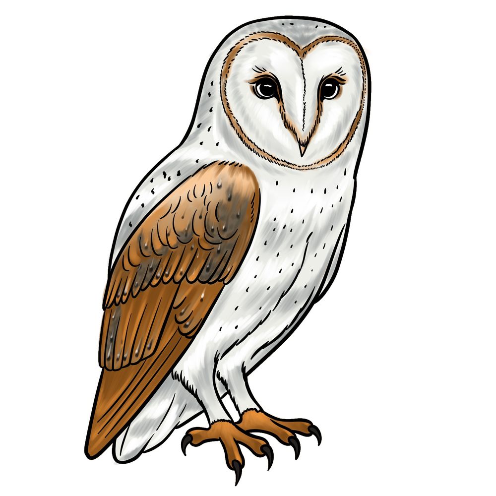 How to Draw a Barn Owl: Full Body Owl Drawing in 21 Steps